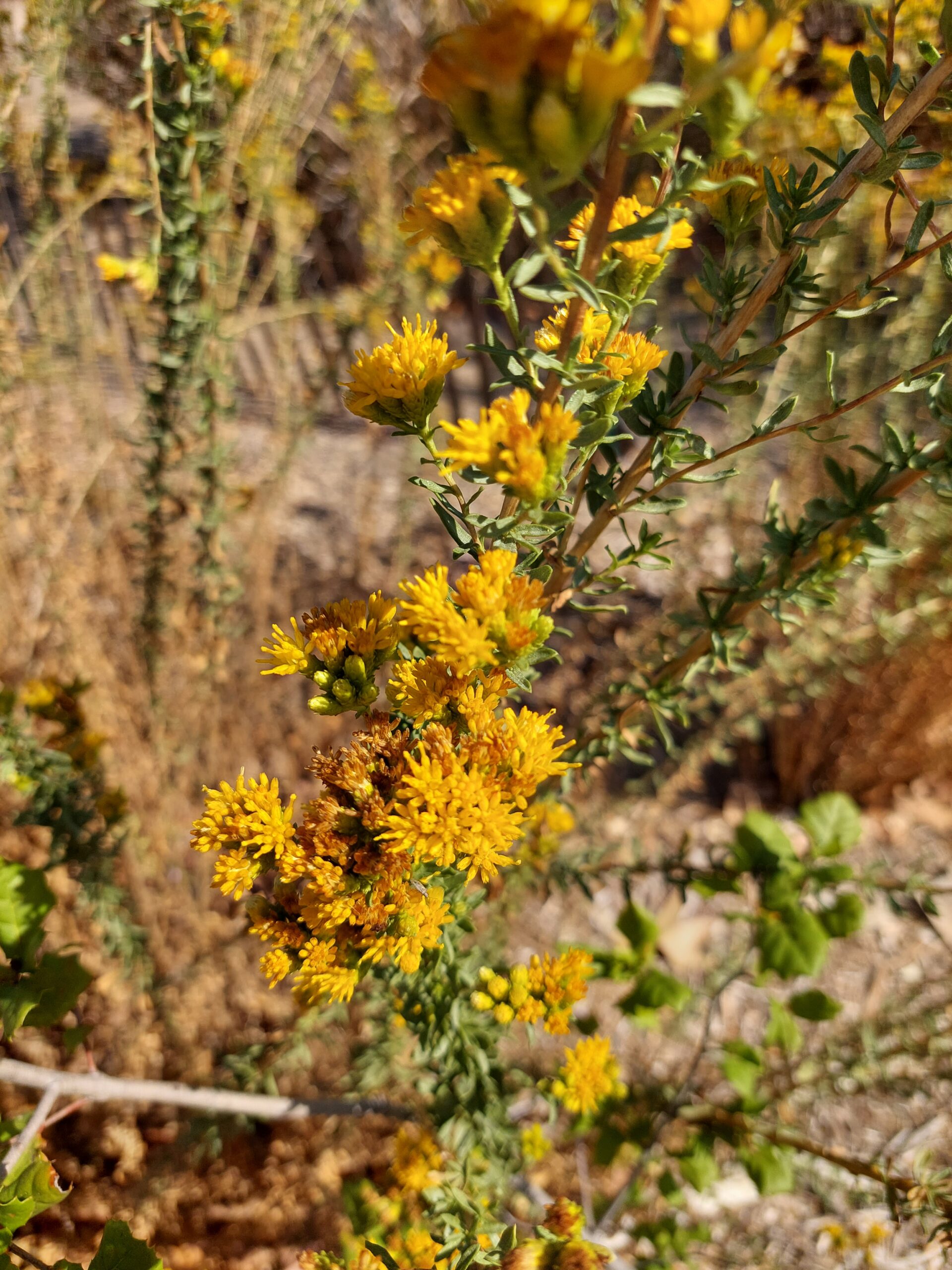 SUPPORT THE PROJECT - PROJECT MONARCH