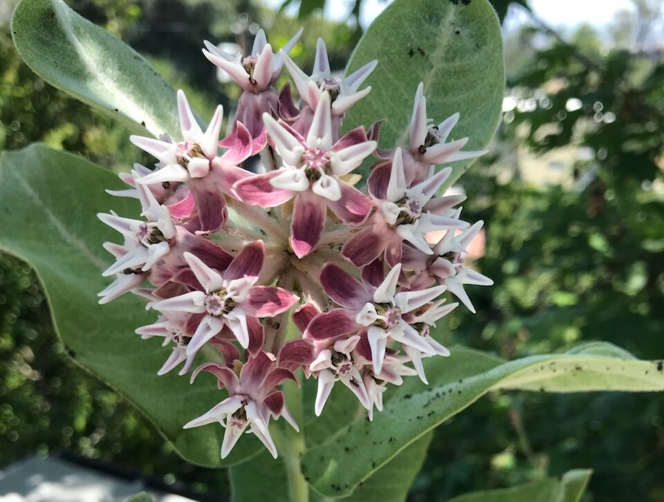 WHAT DO MONARCHS EAT? - PROJECT MONARCH